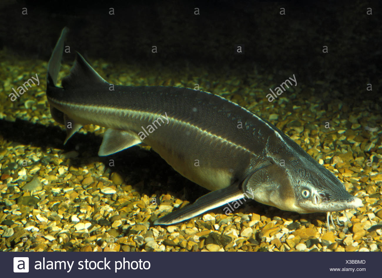Acipenser Sturio Stock Photos & Acipenser Sturio Stock Images - Alamy