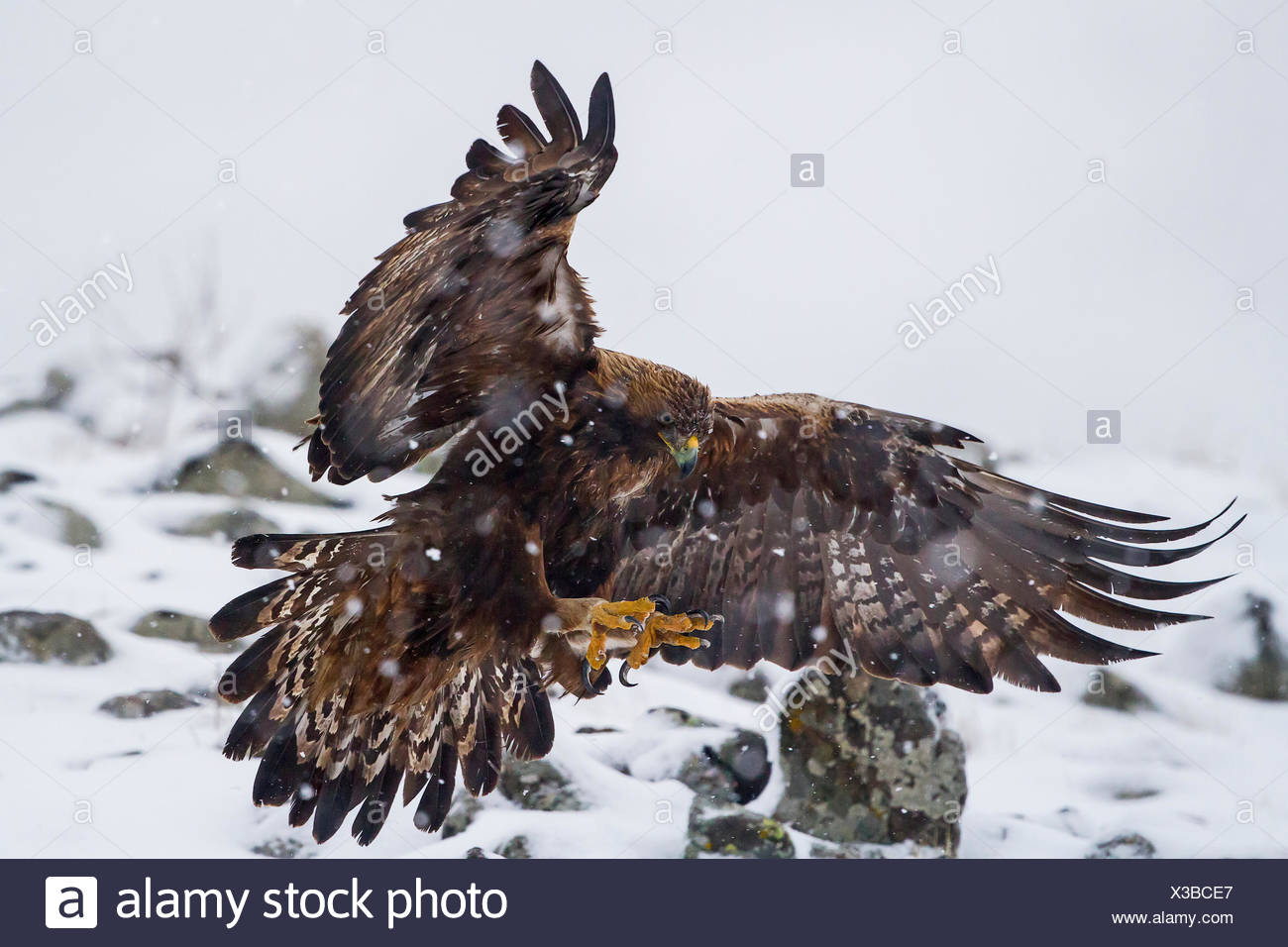 Golden Eagle Landing High Resolution Stock Photography and Images - Alamy