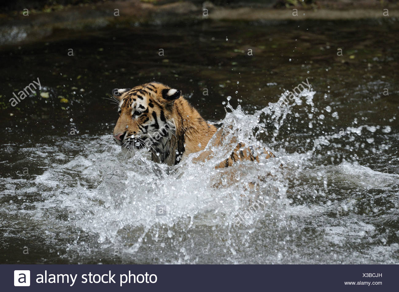 Tiger Splashing Water High Resolution Stock Photography and Images - Alamy
