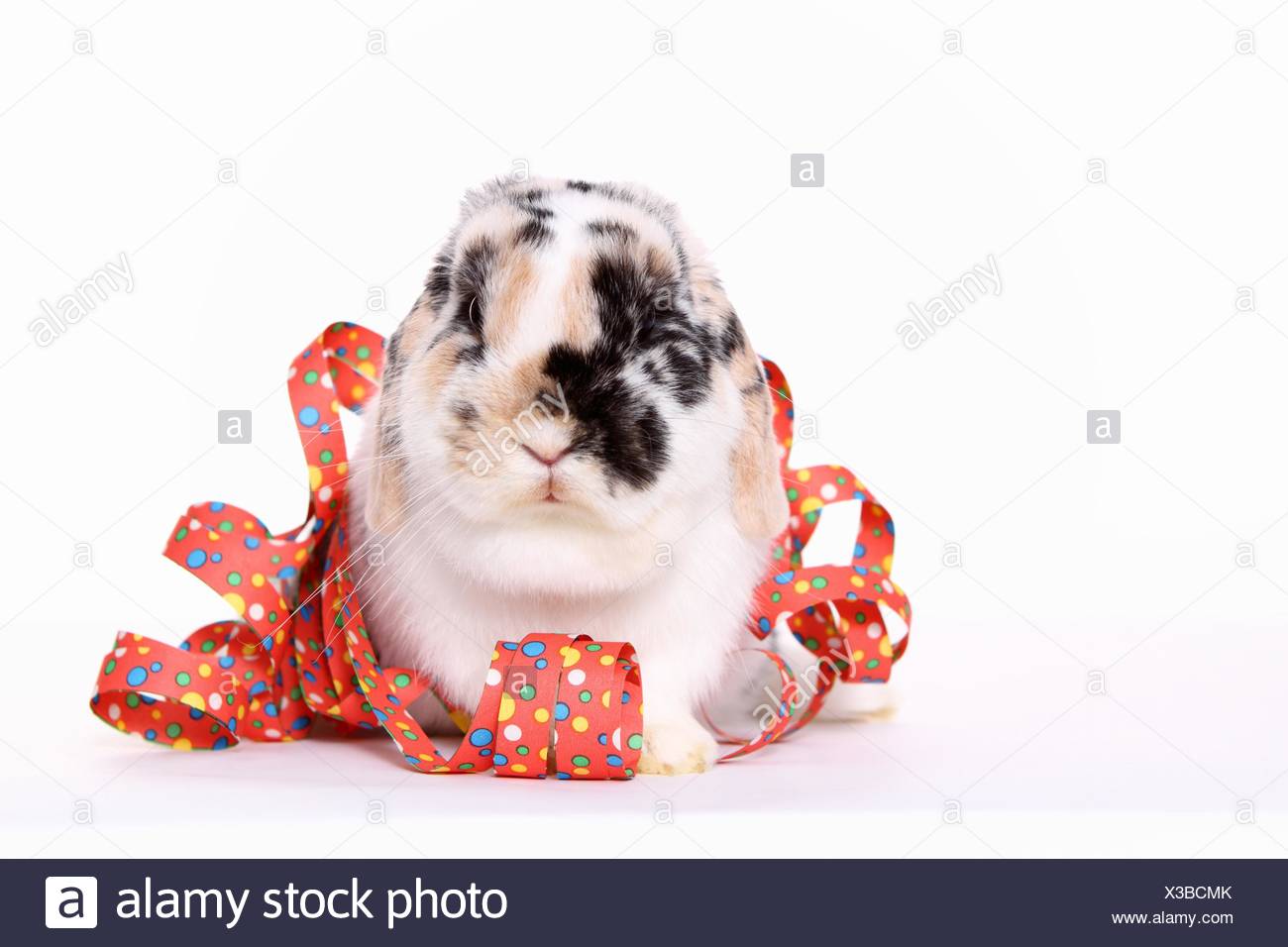 Black And White Lop Eared Rabbit High Resolution Stock Photography and ...