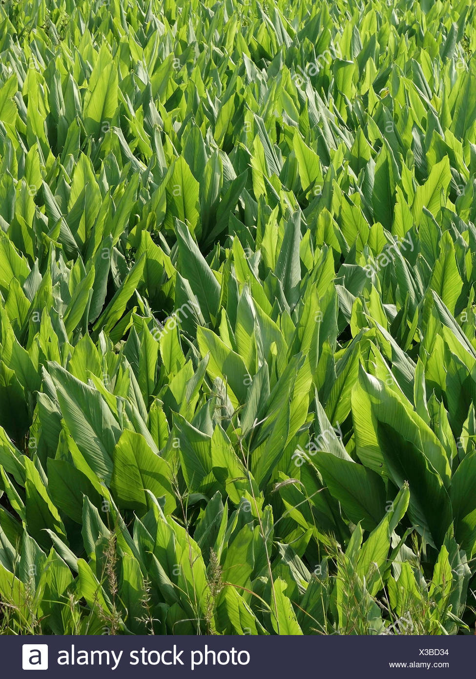 Turmeric Field Stock Photos & Turmeric Field Stock Images - Alamy