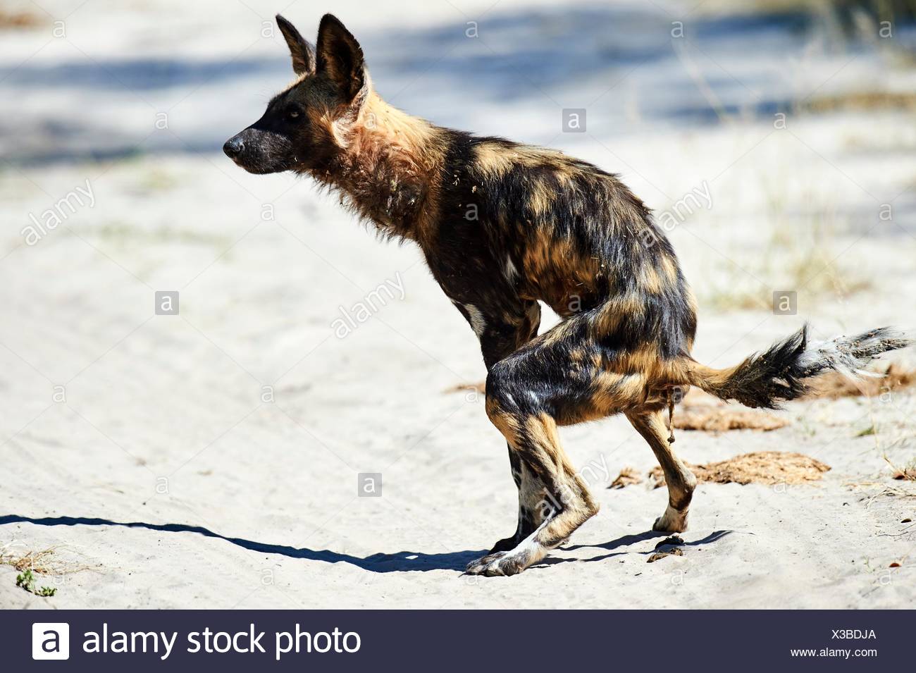 Animal Droppings High Resolution Stock Photography and Images - Alamy
