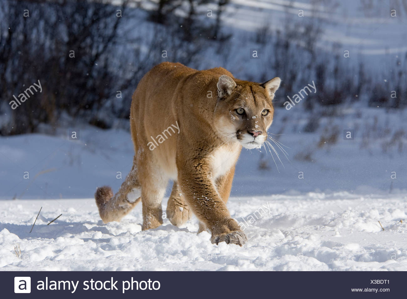 Puma Cat Animal High Resolution Stock Photography and Images - Alamy