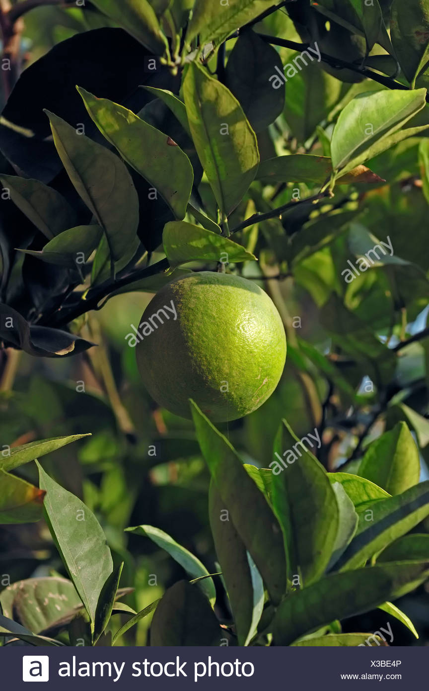 Shaddock High Resolution Stock Photography and Images - Alamy