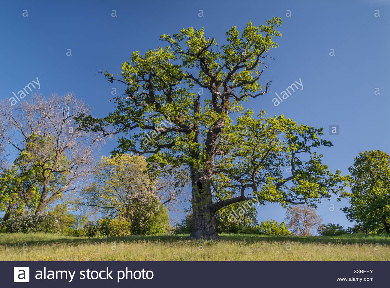 Oak Tree Stock Photos & Oak Tree Stock Images - Alamy