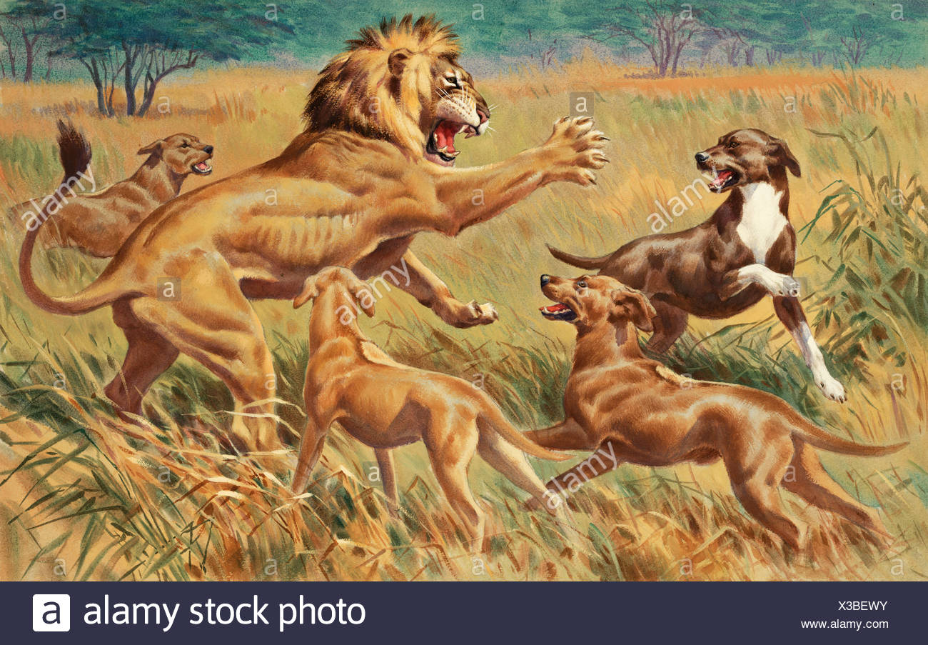 Ridgebacks Stock Photos & Ridgebacks Stock Images - Alamy