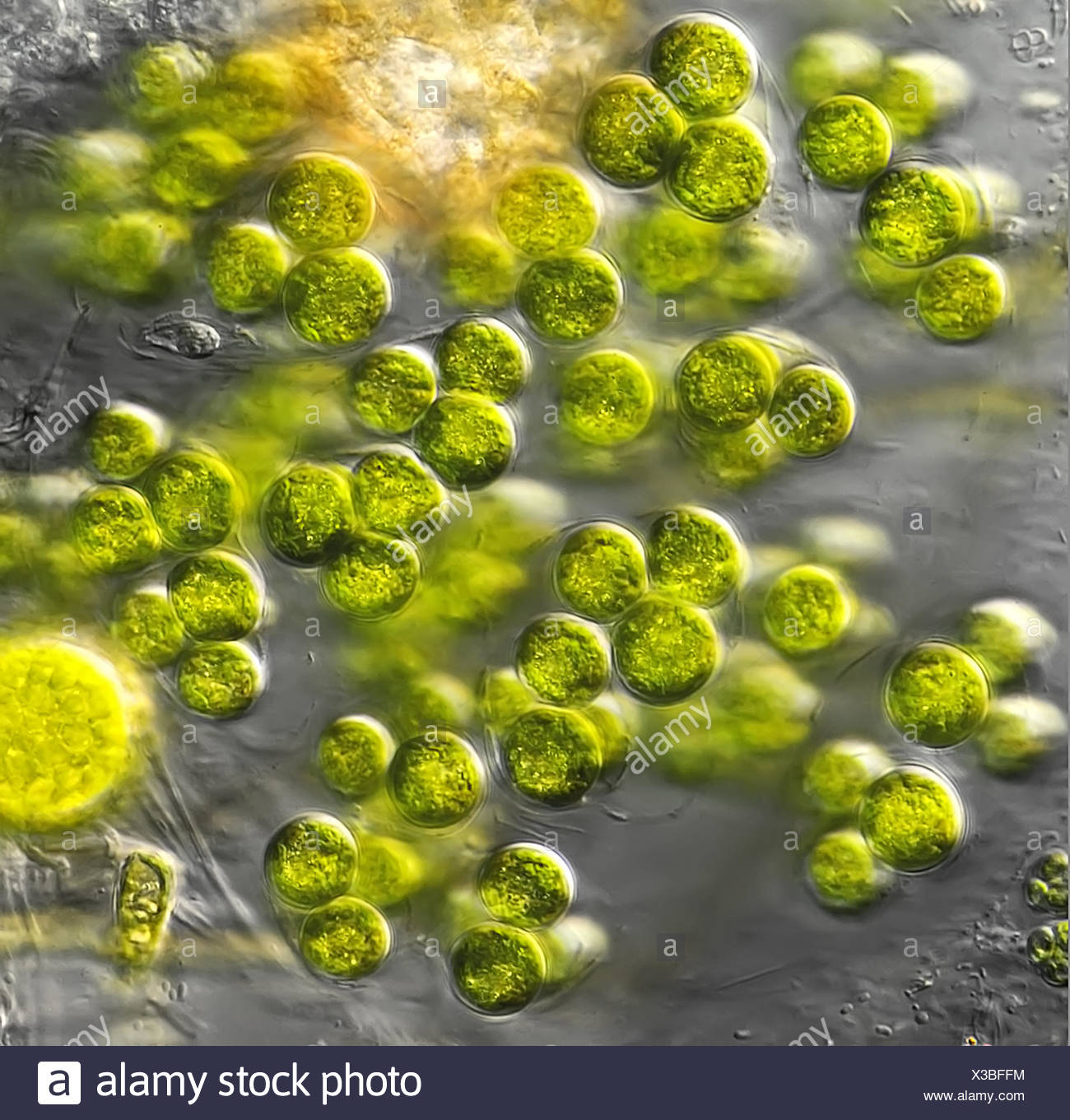 Algae Bioreactor High Resolution Stock Photography and Images - Alamy