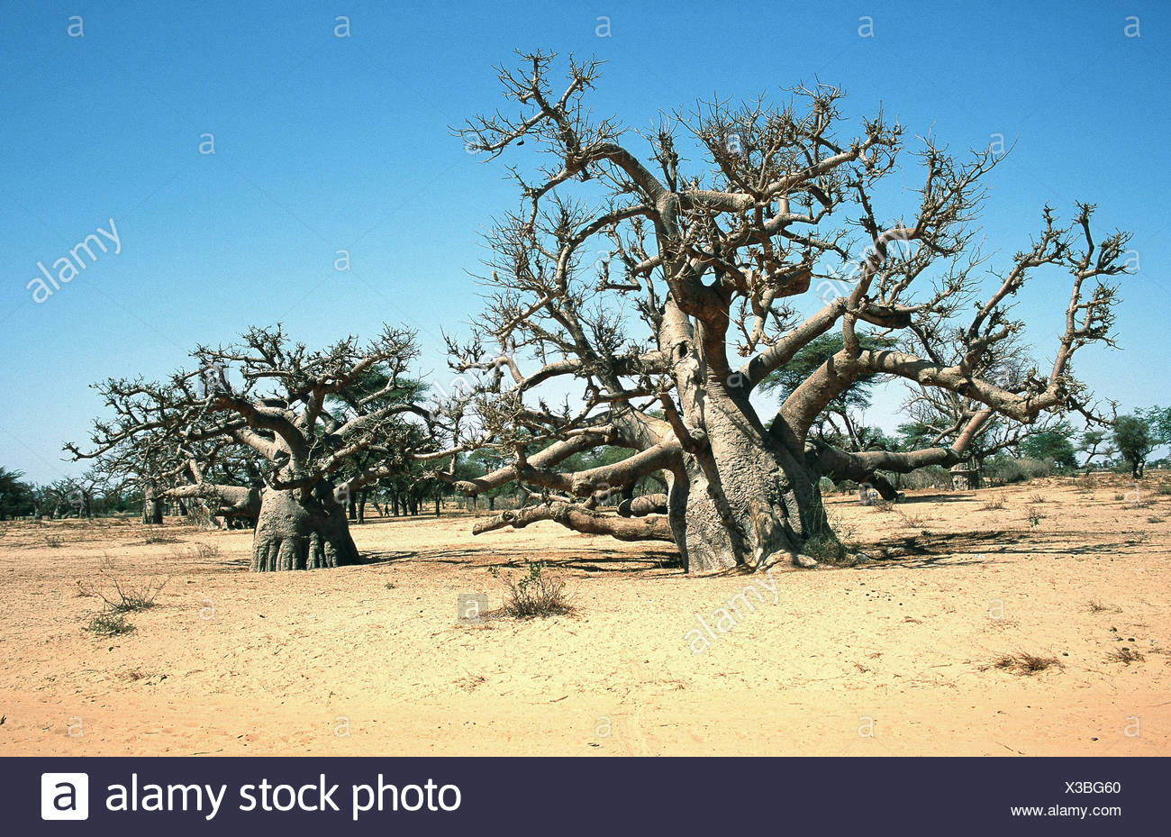 Monkey Bread Tree Senegal High Resolution Stock Photography and Images ...