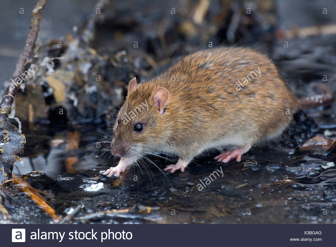 Rat Side High Resolution Stock Photography and Images - Alamy