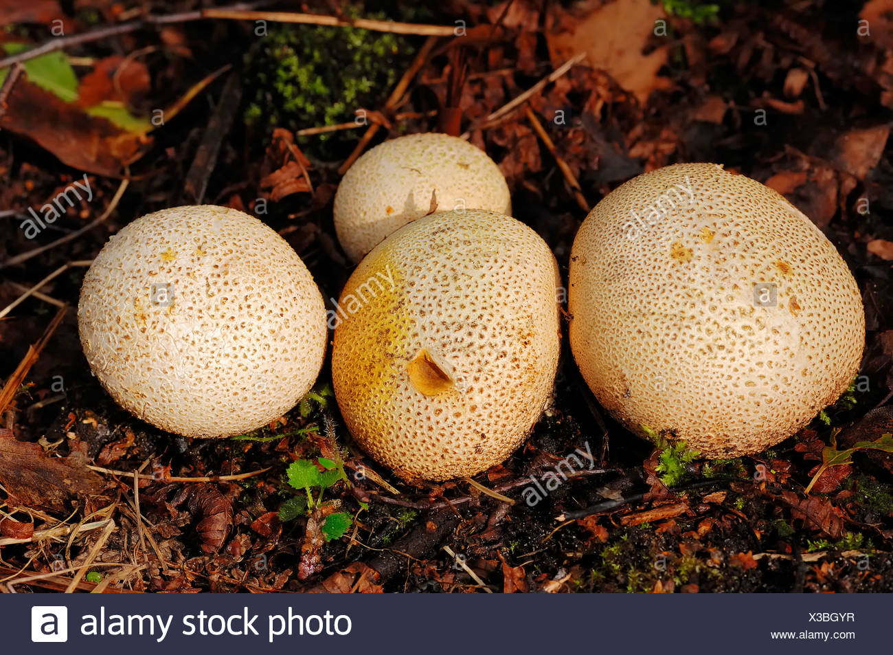Common Earthball Pigskin Poison Puffball High Resolution Stock ...