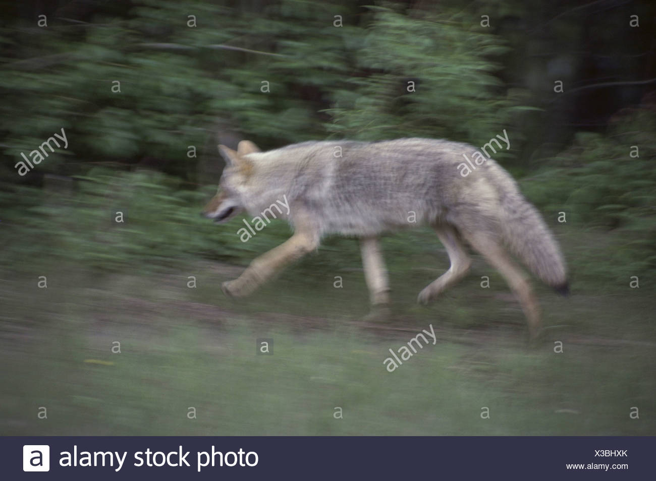 Coyote Walking In The Woods Stock Photos & Coyote Walking In The Woods ...