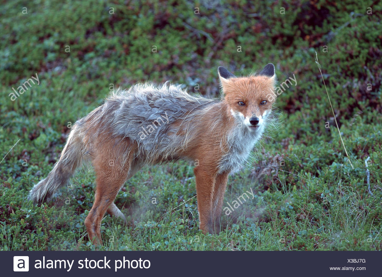 Fox Mange Stock Photos & Fox Mange Stock Images - Alamy