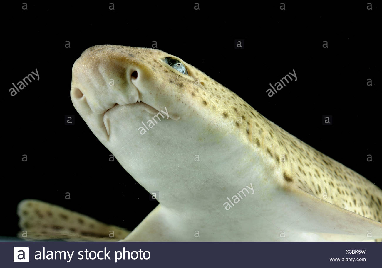 Lesser Spotted Catshark High Resolution Stock Photography and Images ...
