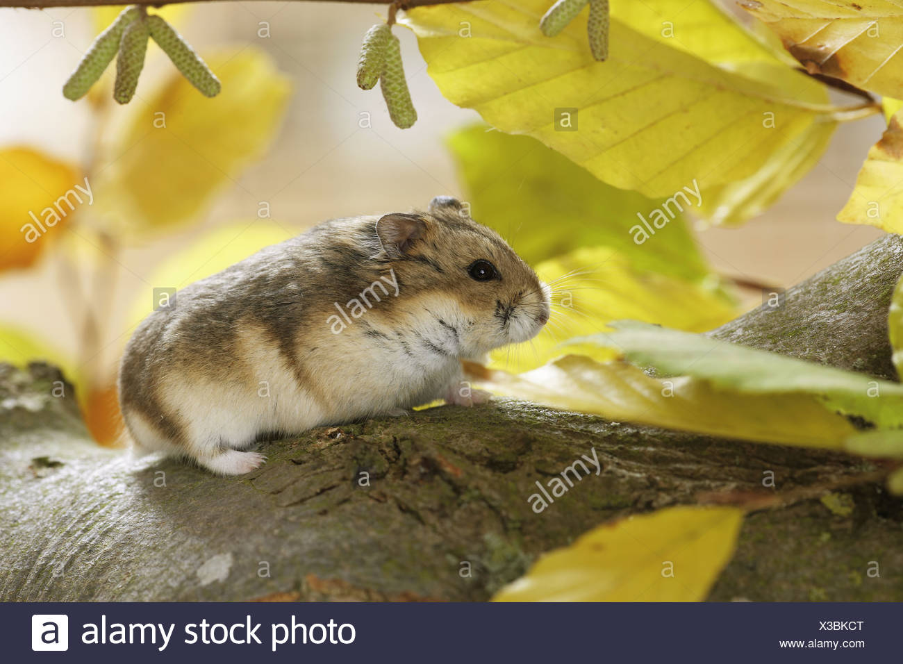 Campbell Dwarf Hamster High Resolution Stock Photography and Images - Alamy