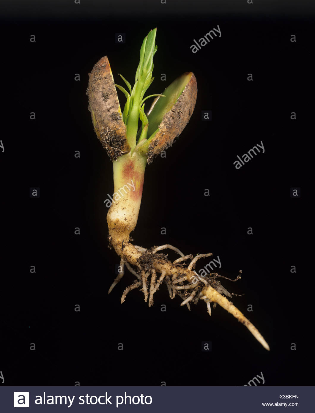 Peanut Root High Resolution Stock Photography and Images - Alamy
