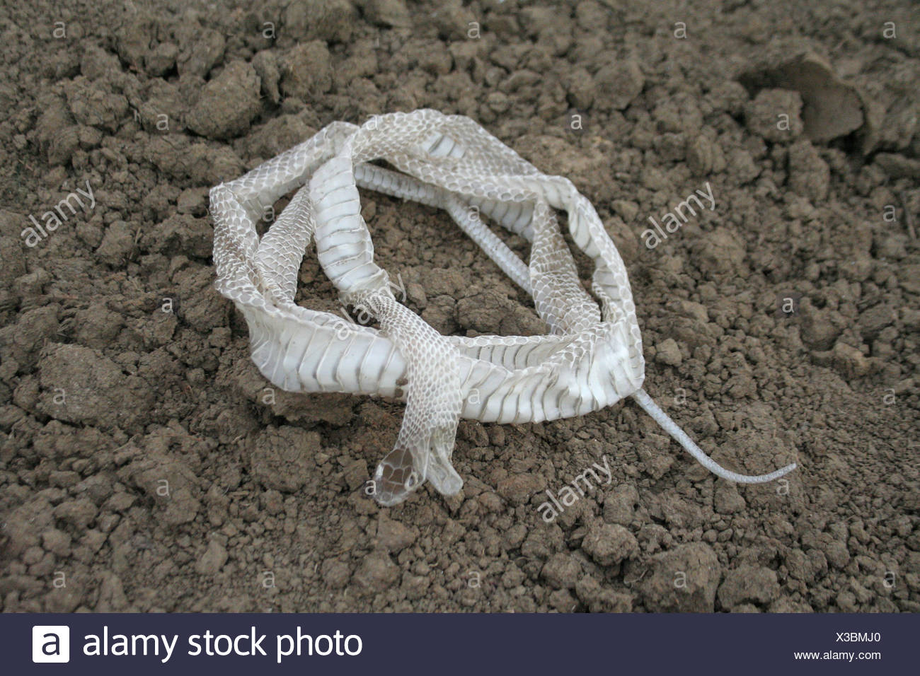 Snake Shedding Skin High Resolution Stock Photography and Images - Alamy