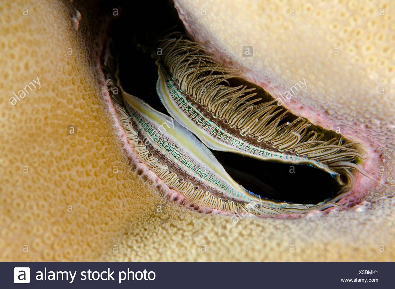 Pedum High Resolution Stock Photography and Images - Alamy