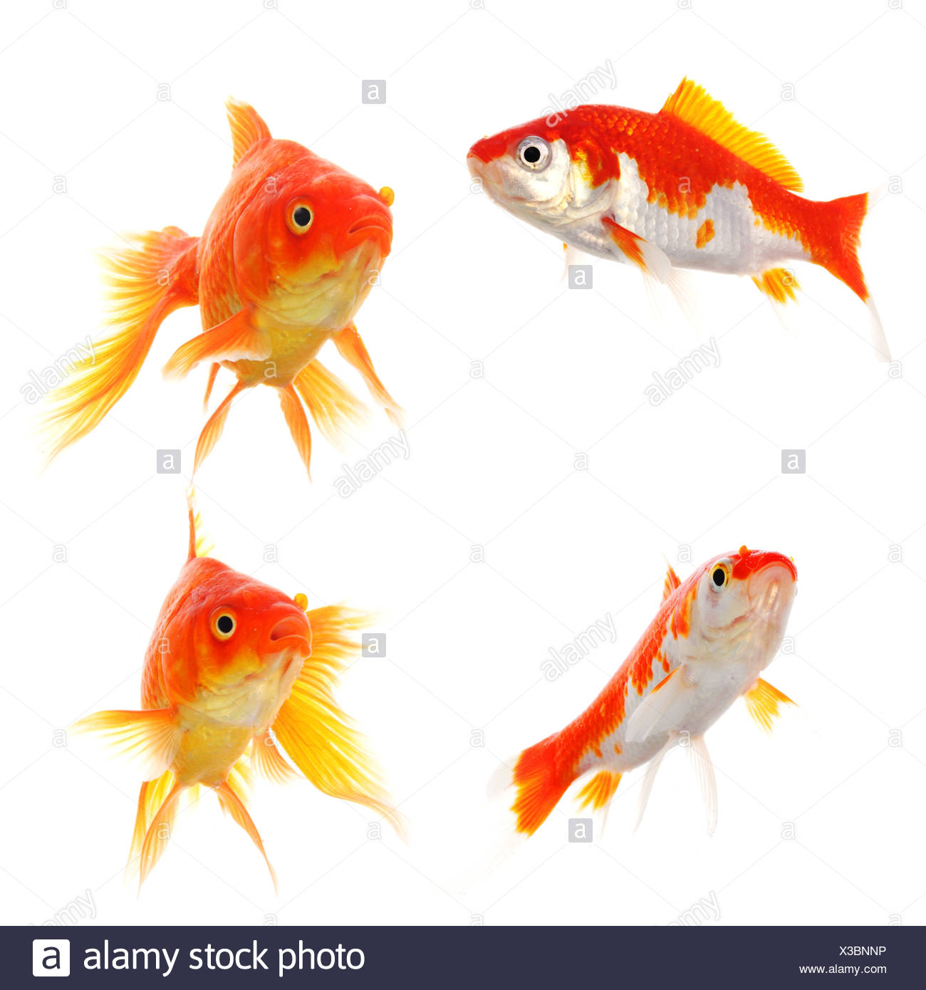 Tropical Collection High Resolution Stock Photography and Images - Alamy