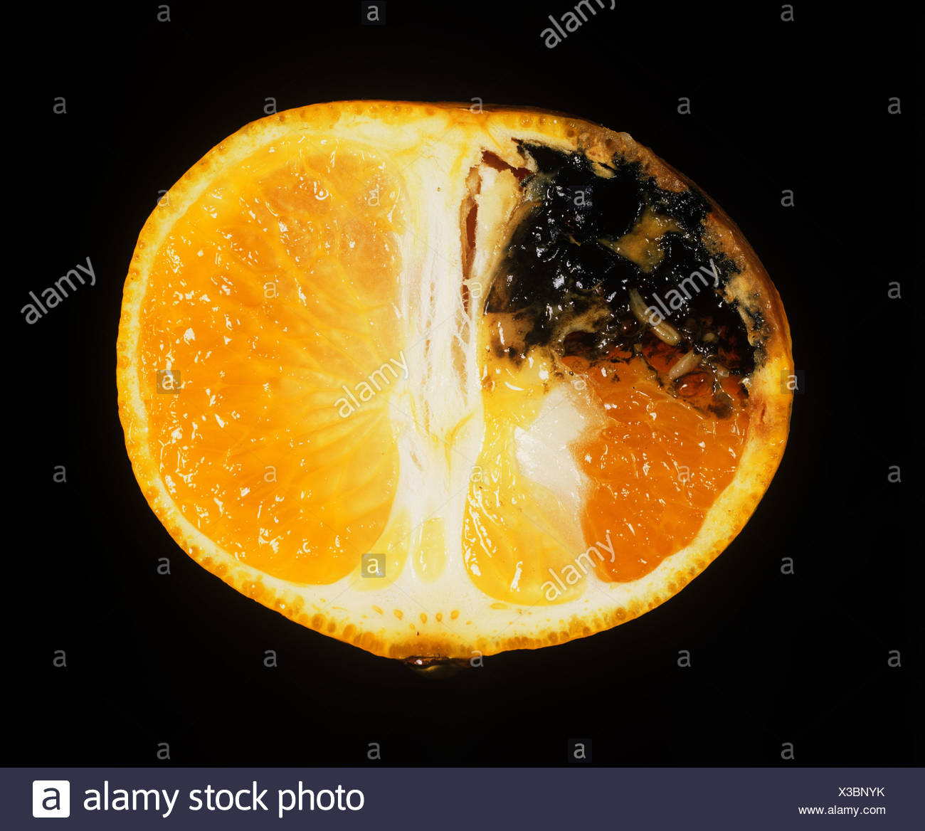 Mediterranean Fruit Fly Ceratitis Capitata High Resolution Stock ...