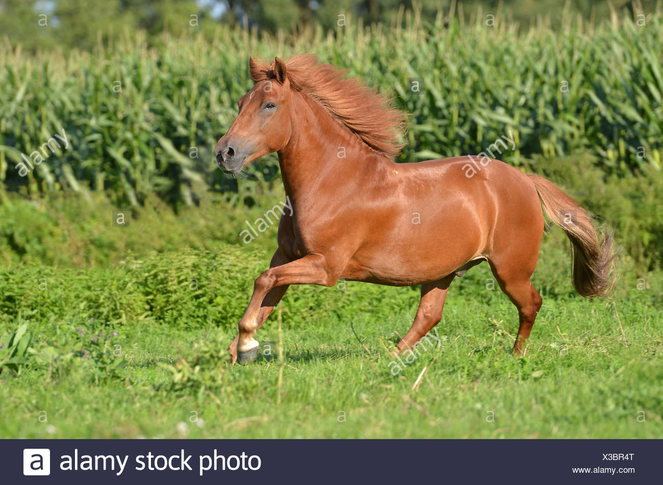 Hucul Horse High Resolution Stock Photography and Images - Alamy