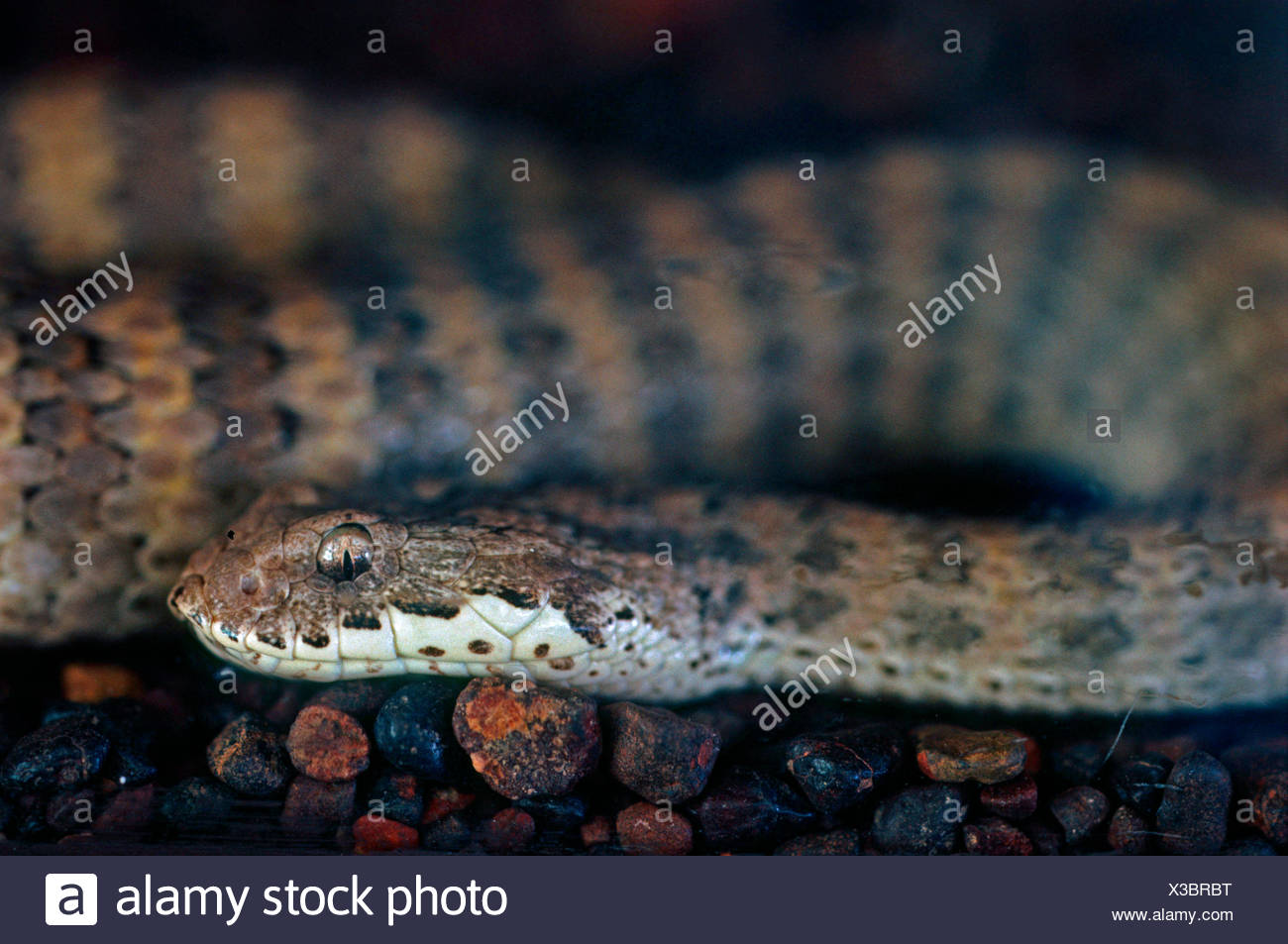 Common Death Adder Australia High Resolution Stock Photography and ...