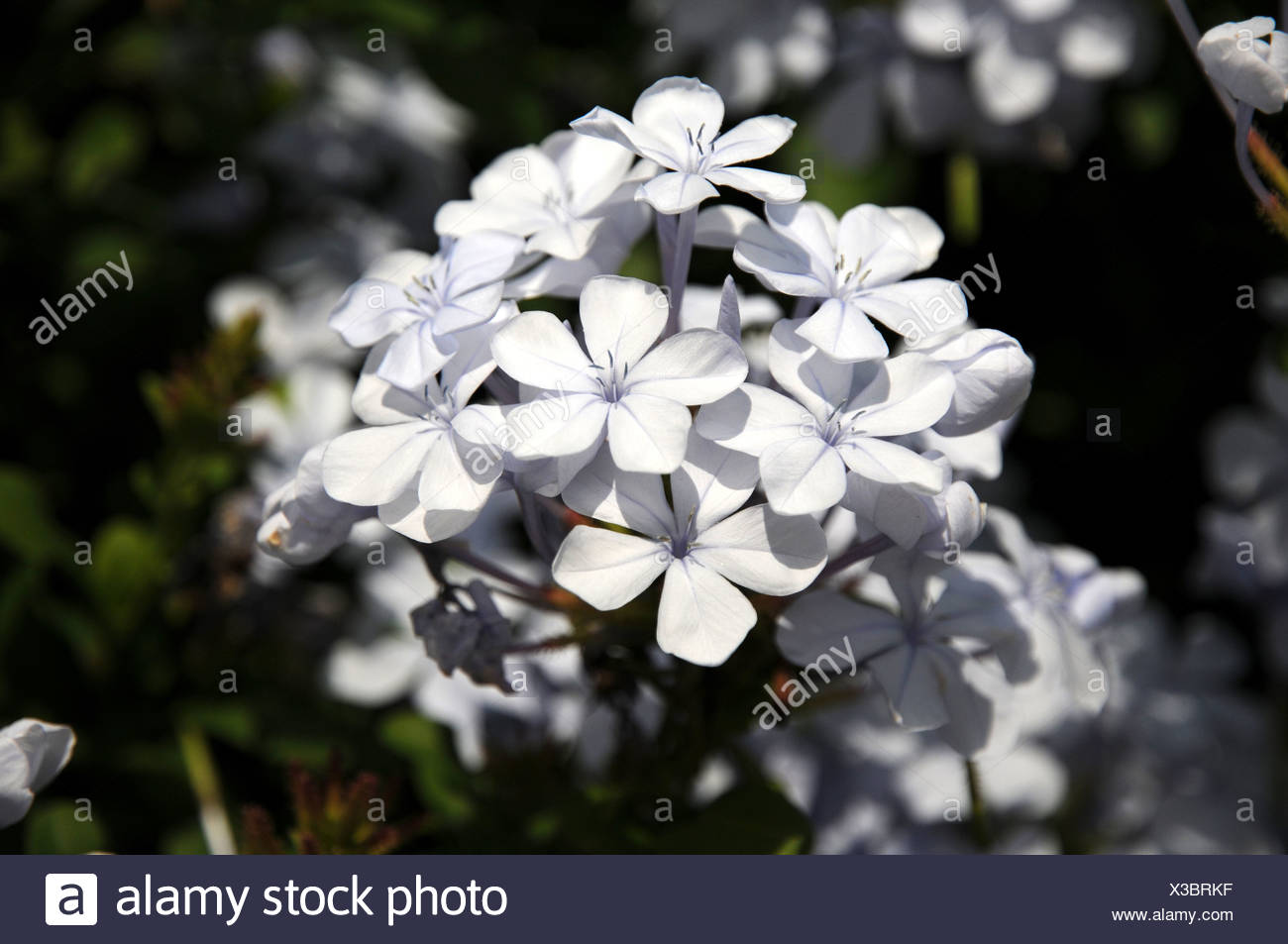 Leadwort Stock Photos & Leadwort Stock Images - Alamy