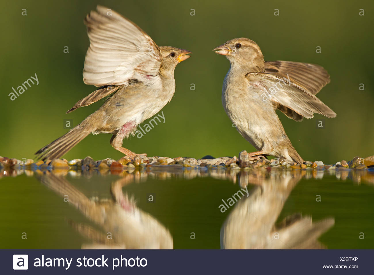 Two Sparrows High Resolution Stock Photography and Images - Alamy