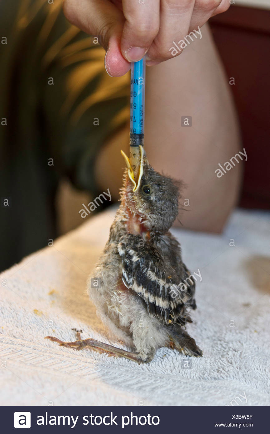 Baby Mockingbird High Resolution Stock Photography and Images - Alamy