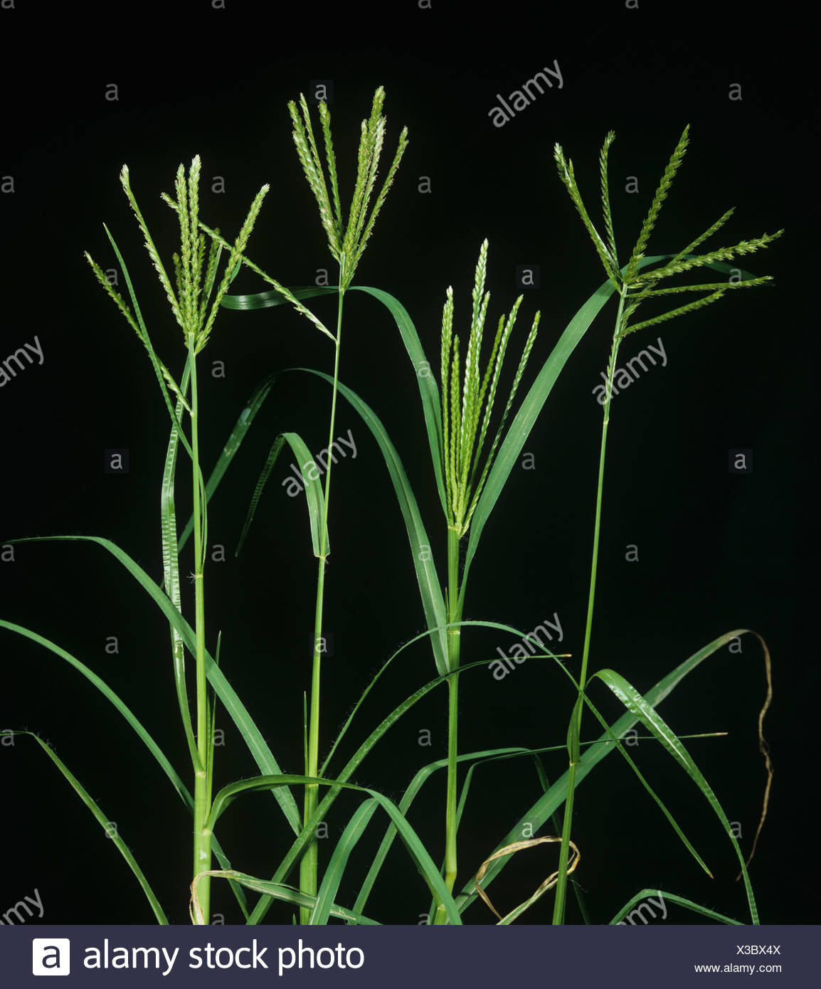 Wiregrass Stock Photos & Wiregrass Stock Images - Alamy