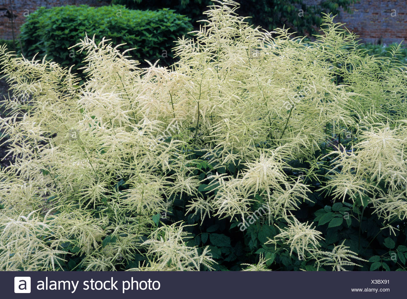 Aruncus Sylvestris High Resolution Stock Photography and Images - Alamy