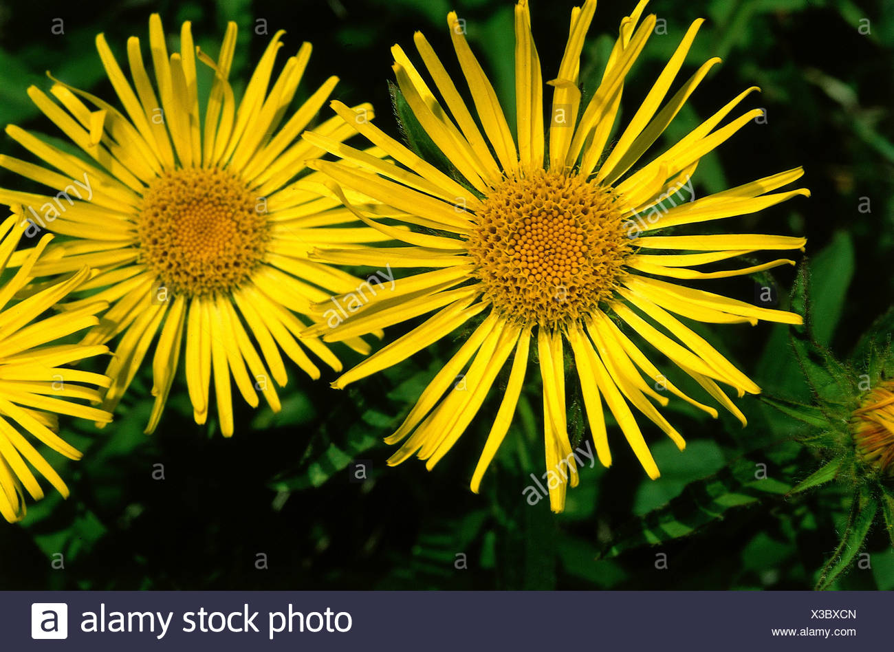 Hairy Fleabane High Resolution Stock Photography and Images - Alamy