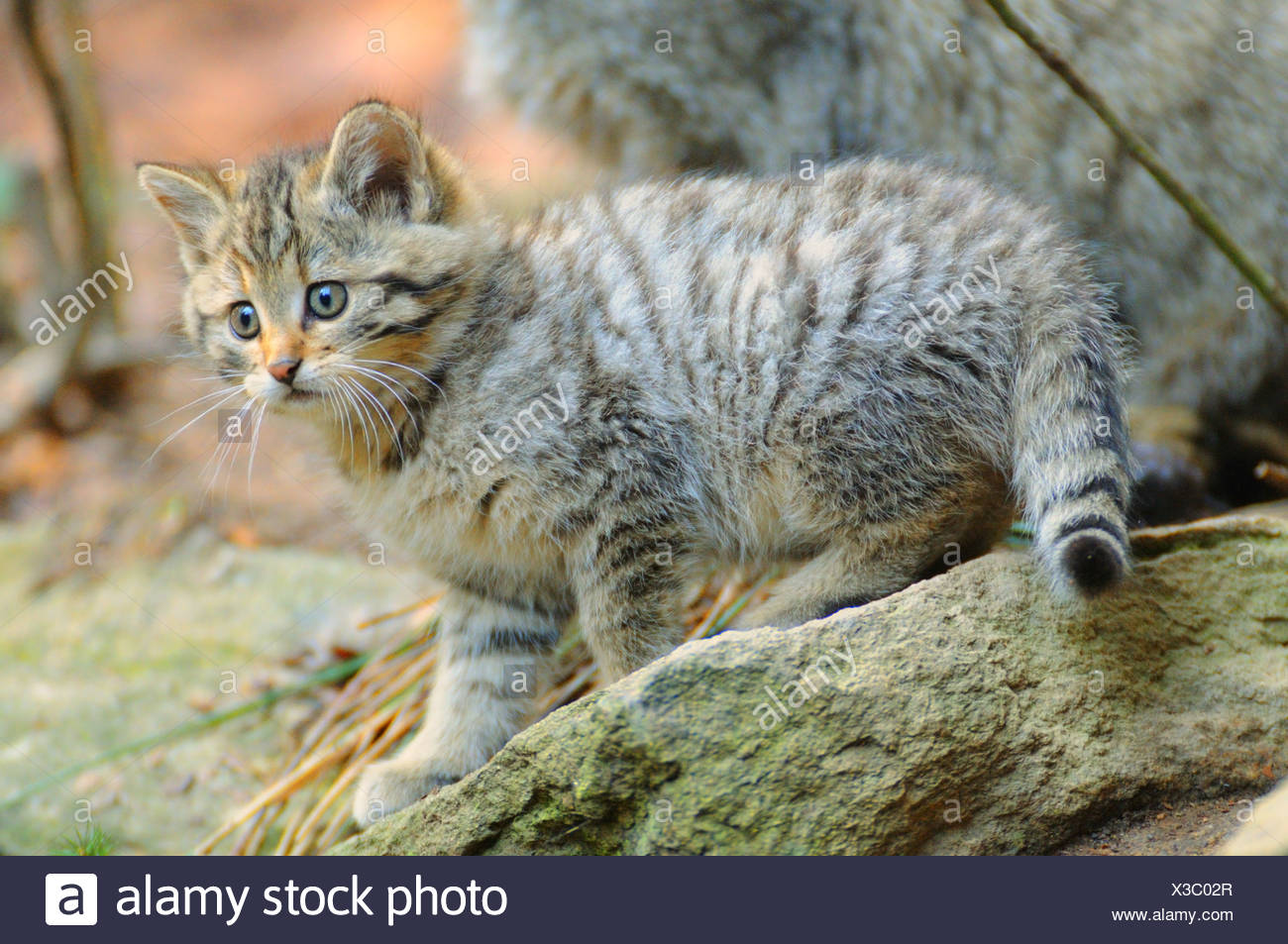 European Wildcat Standing High Resolution Stock Photography and Images ...