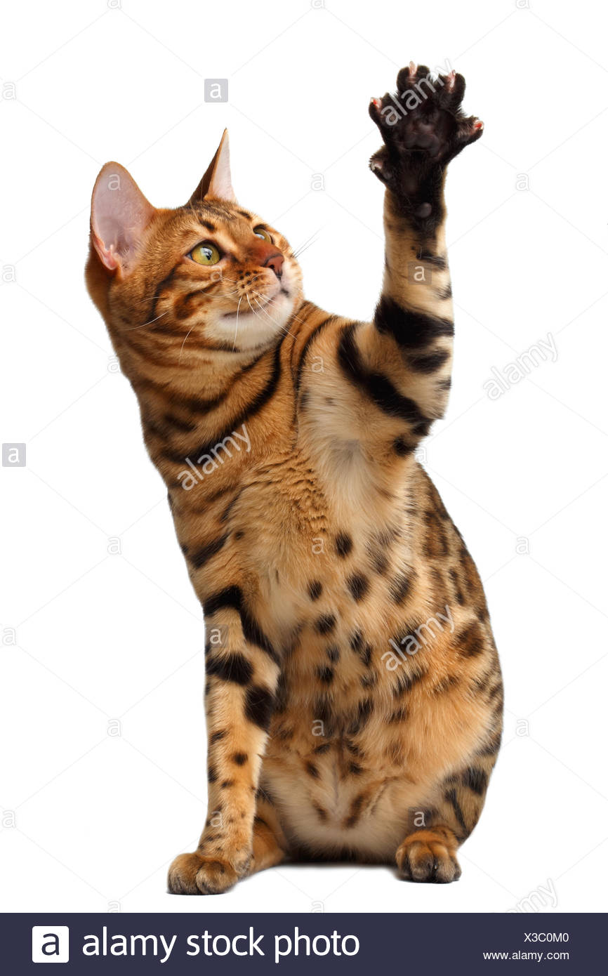 Raising Head Up High Resolution Stock Photography and Images - Alamy