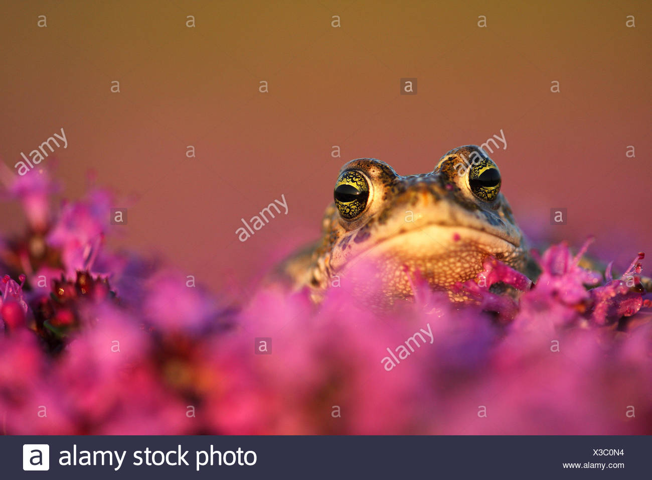 British Toads Stock Photos & British Toads Stock Images - Alamy