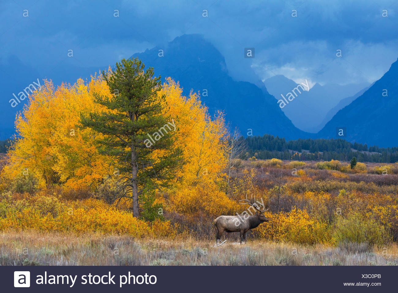 Grand Tetons National Park Elk High Resolution Stock Photography and ...
