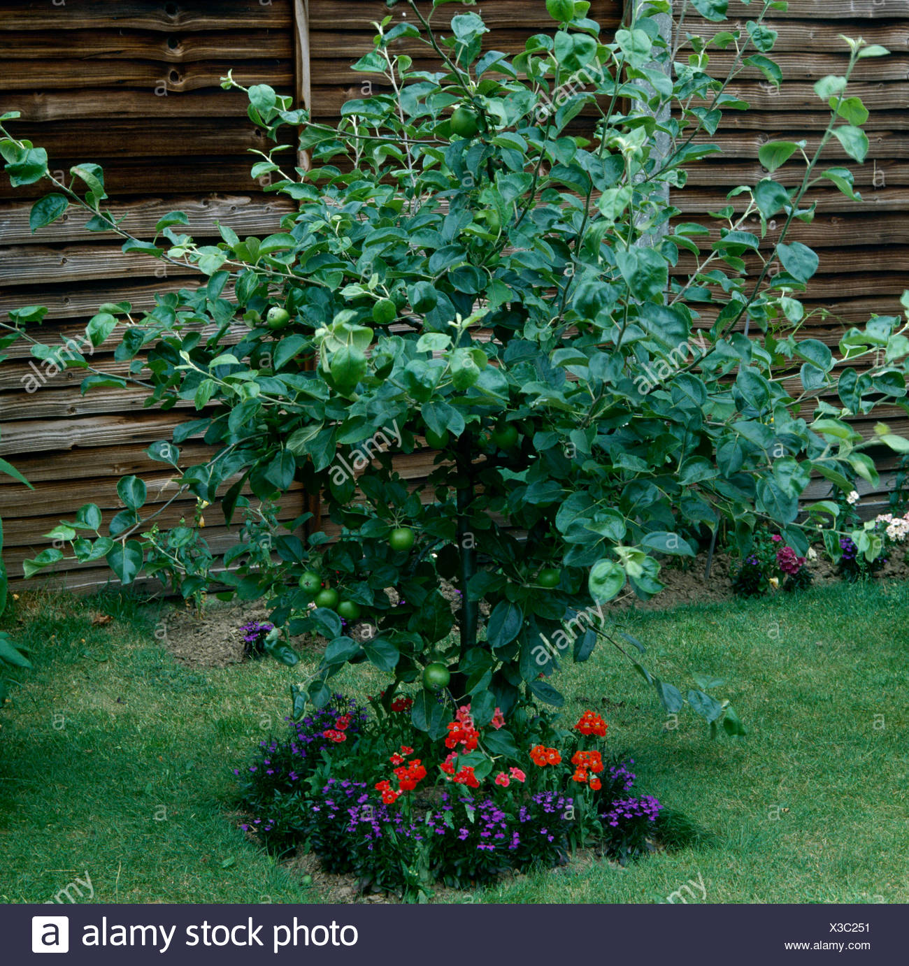 Dwarf Apple Tree Stock Photos & Dwarf Apple Tree Stock Images - Alamy