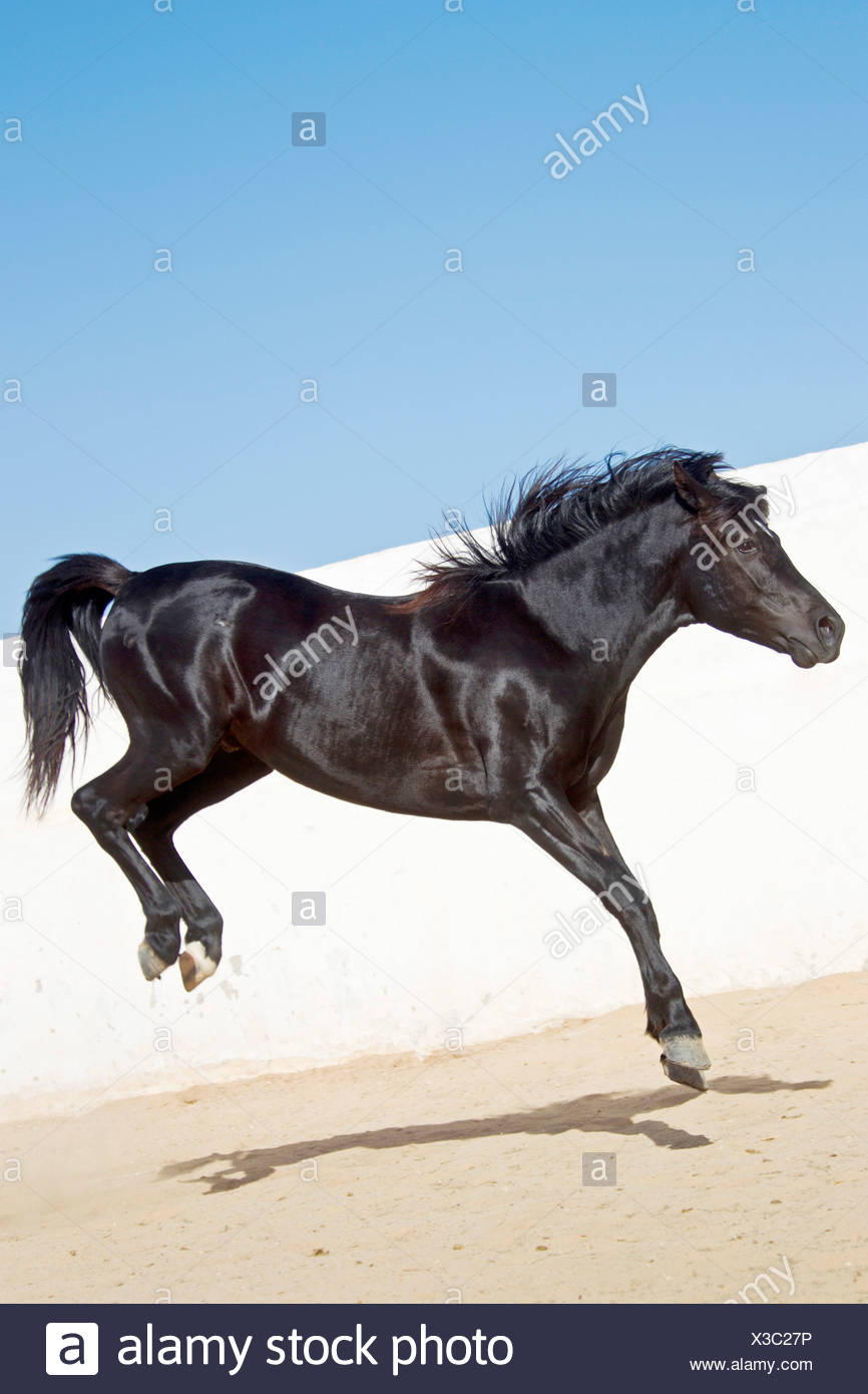 Arabian Horse Bucking Stock Photos & Arabian Horse Bucking Stock Images ...