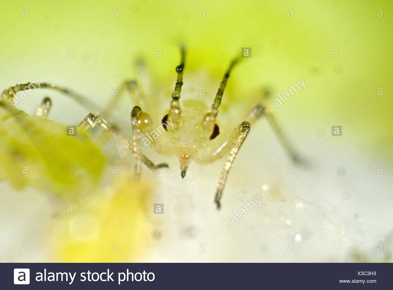 Stylet Stock Photos & Stylet Stock Images - Alamy