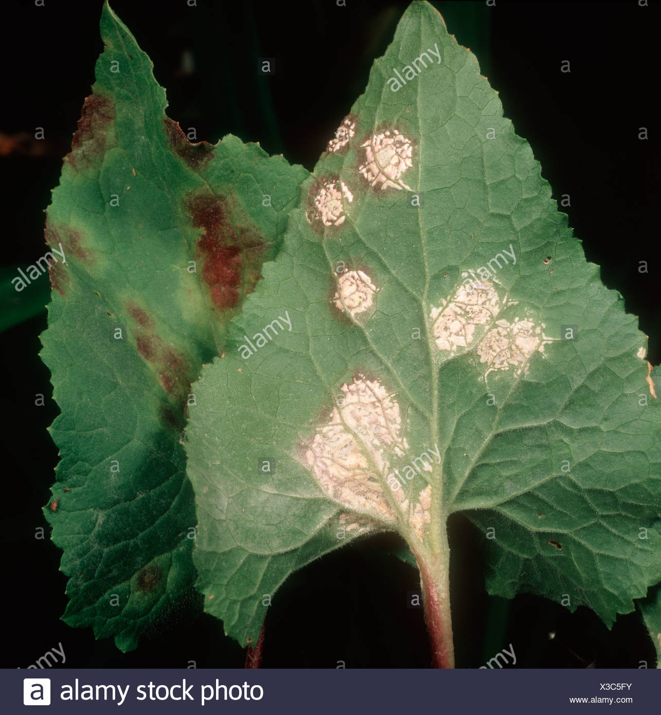 Albugo High Resolution Stock Photography and Images - Alamy