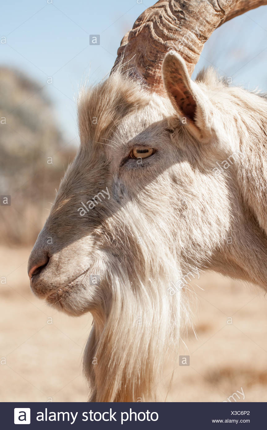 Saanen Goat High Resolution Stock Photography and Images - Alamy