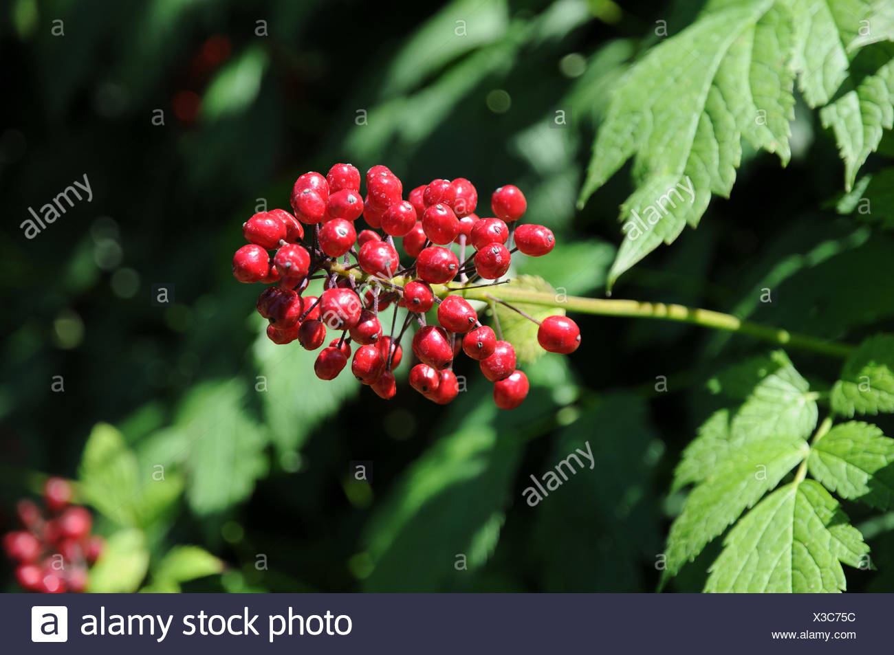 Eurasian Baneberries Stock Photos & Eurasian Baneberries Stock Images ...