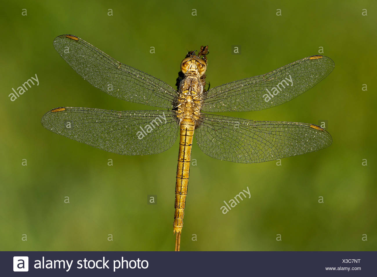 Female Keeled Skimmer High Resolution Stock Photography and Images - Alamy