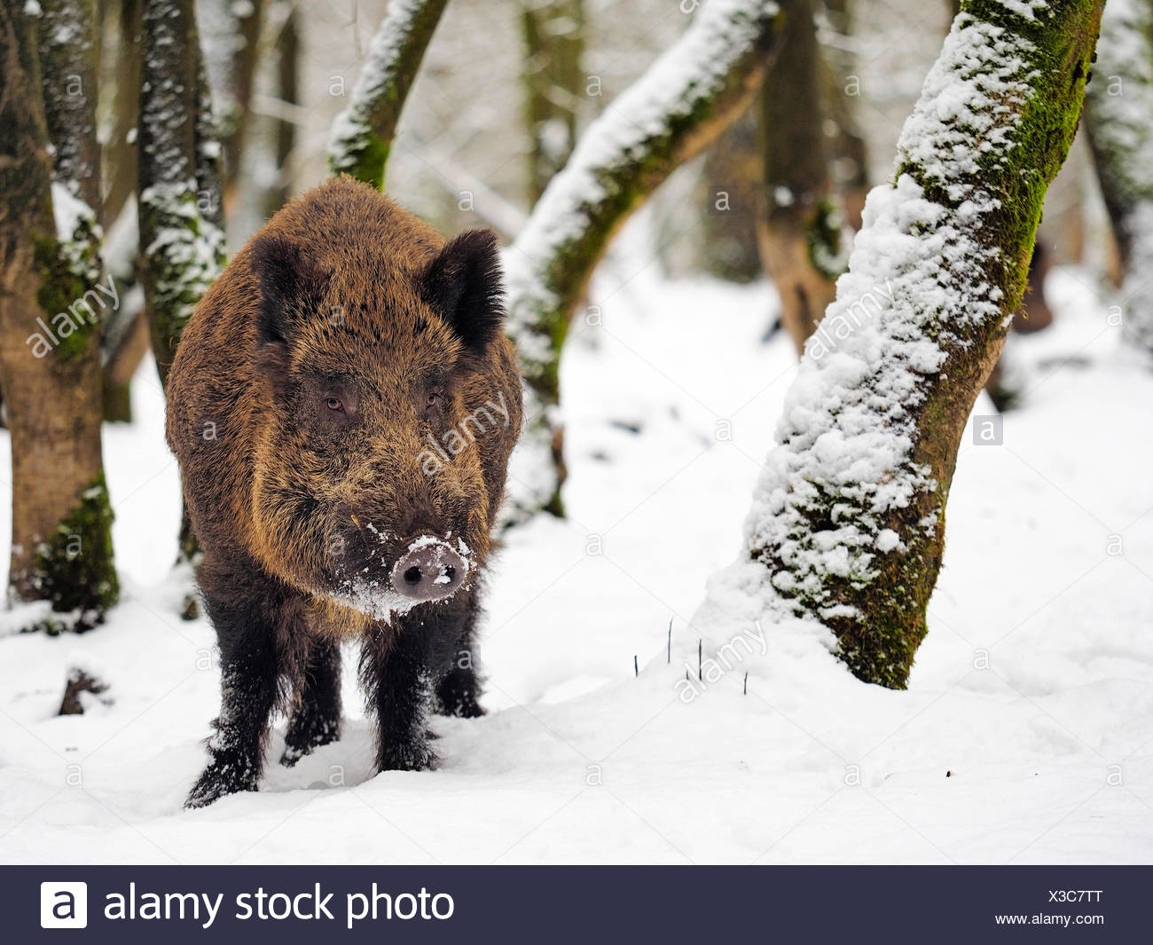 Snow Pig Stock Photos & Snow Pig Stock Images - Alamy