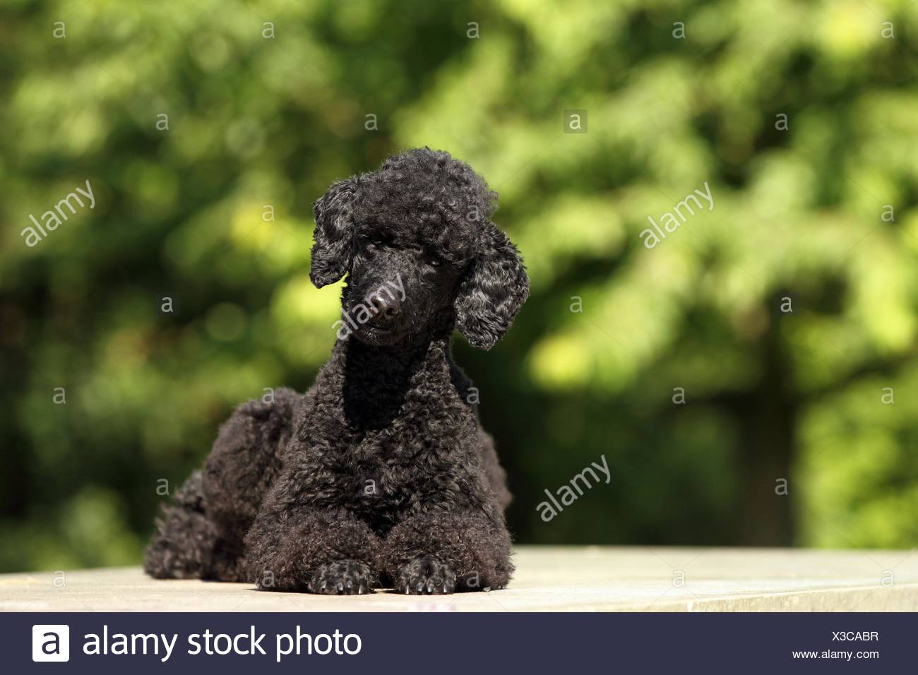 Curled Animals High Resolution Stock Photography and Images - Alamy