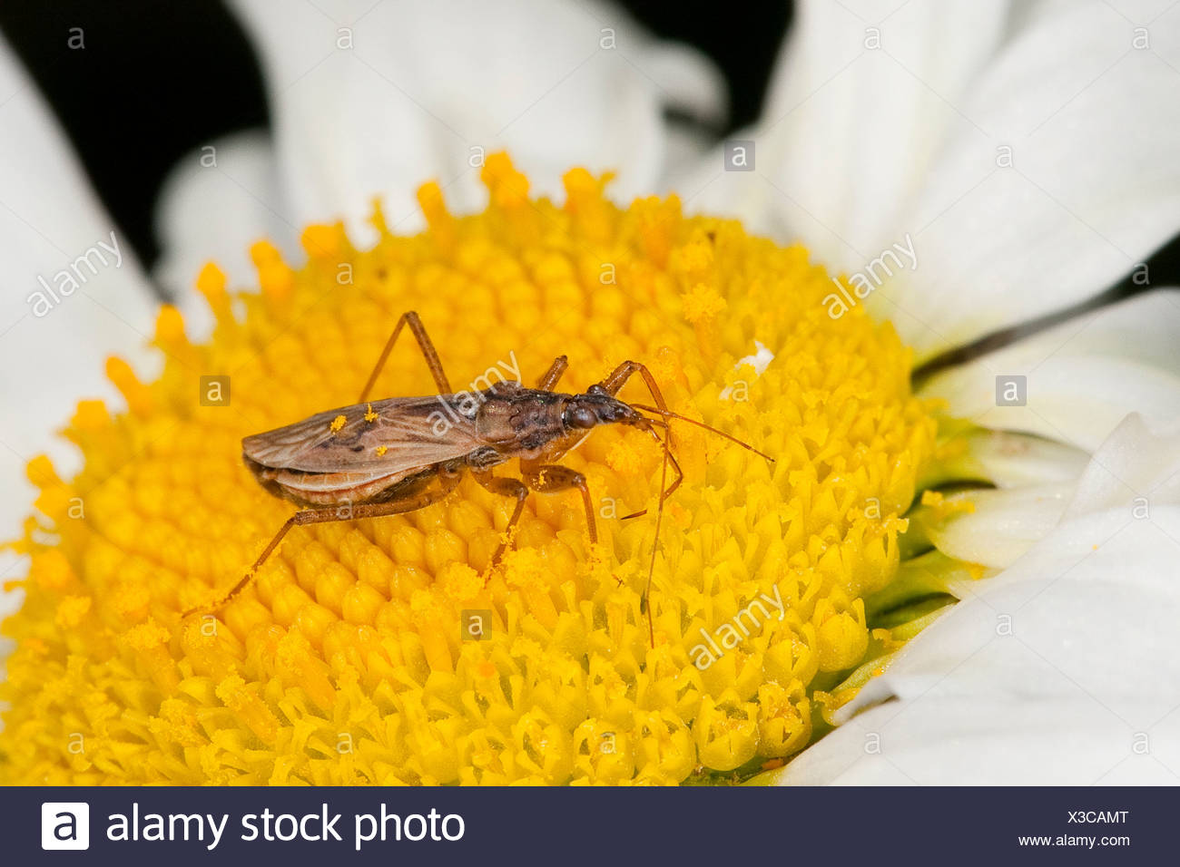 Insect On A Daisy High Resolution Stock Photography and Images - Alamy