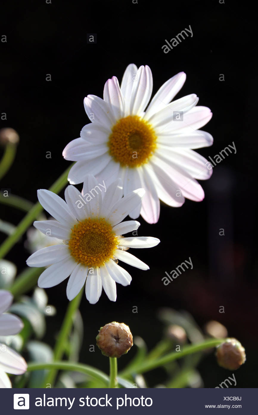 Margeriten High Resolution Stock Photography and Images - Alamy