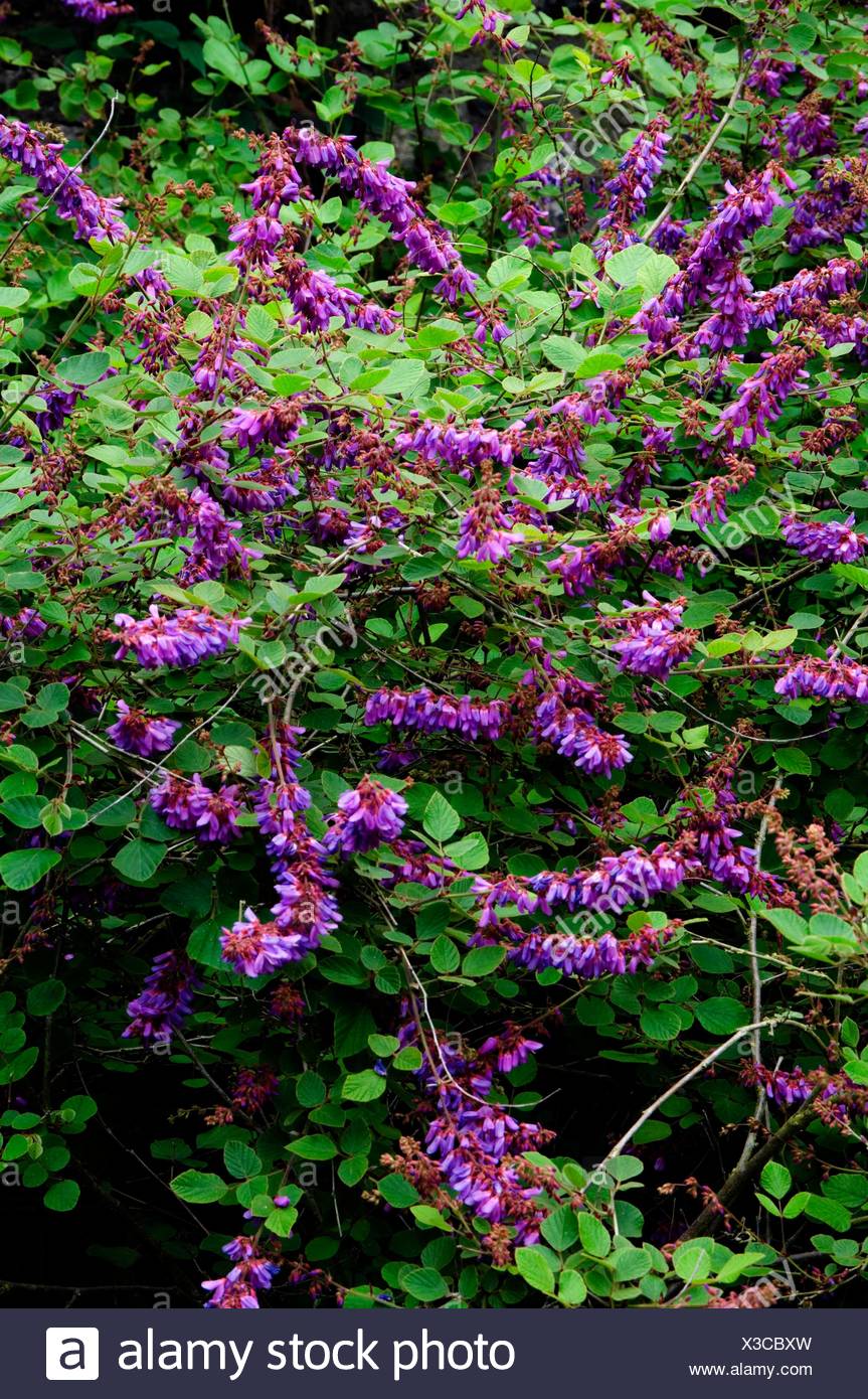 Desmodium High Resolution Stock Photography and Images - Alamy