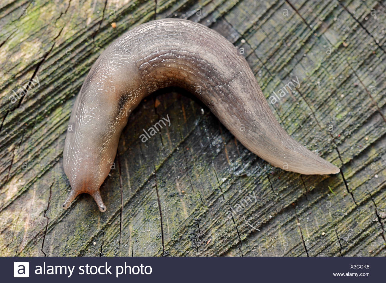 Tree Slug Stock Photos & Tree Slug Stock Images - Alamy