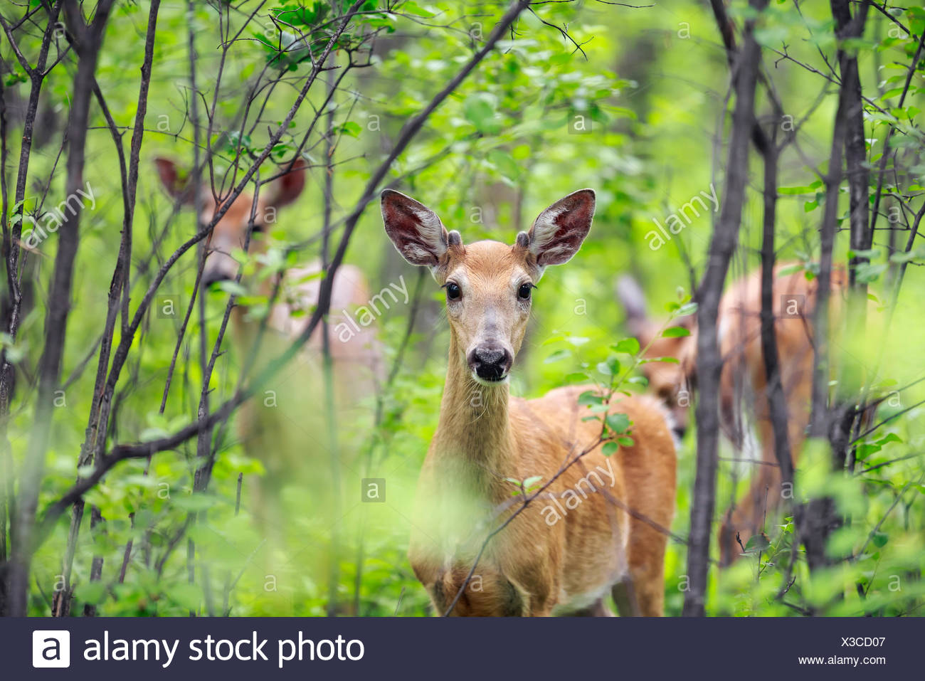 Deer In Forest High Resolution Stock Photography and Images - Alamy