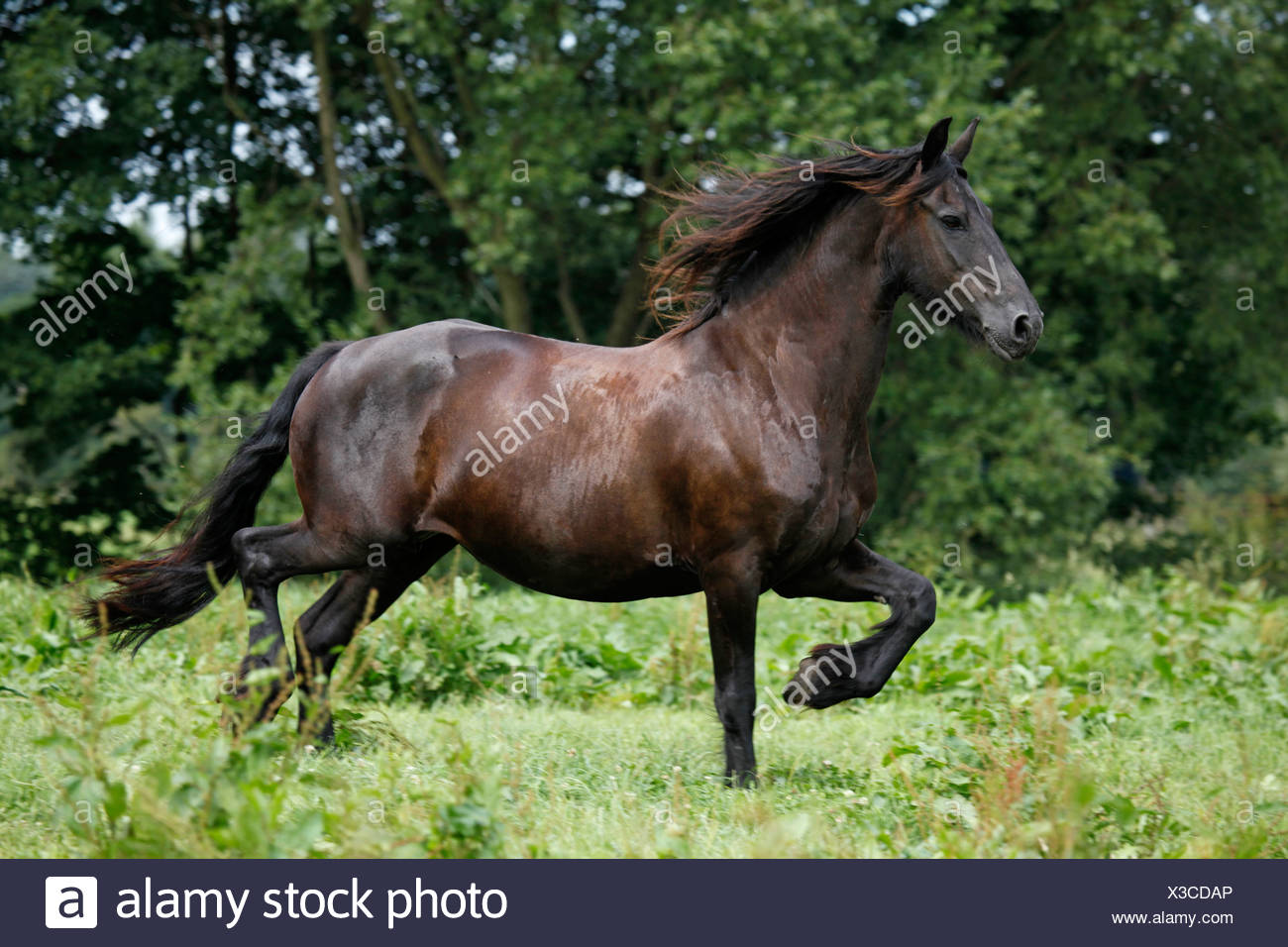 Friese Horse Foal High Resolution Stock Photography and Images - Alamy